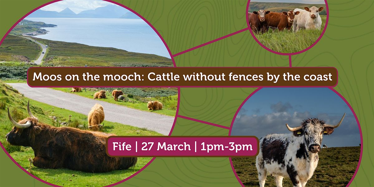 Moos on the mooch: Cattle without fences by the coast, Kinkell Byre, St ...