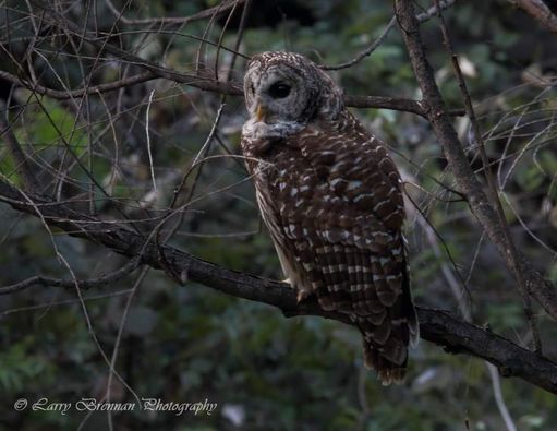 Owl Prowl - Thrive Nature Park, Lewisville Thrive, 30 October 2021