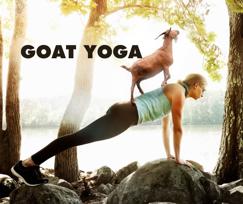 Goat Yoga #6, last one of 2022, Seven Sounds Brewing Company, Elizabeth ...