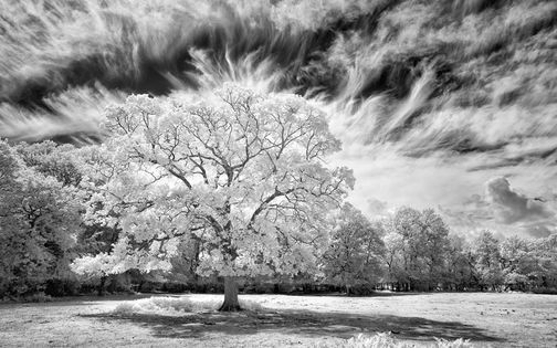 Beyond Visible Light – Infrared Photography from Camera to Print, The ...