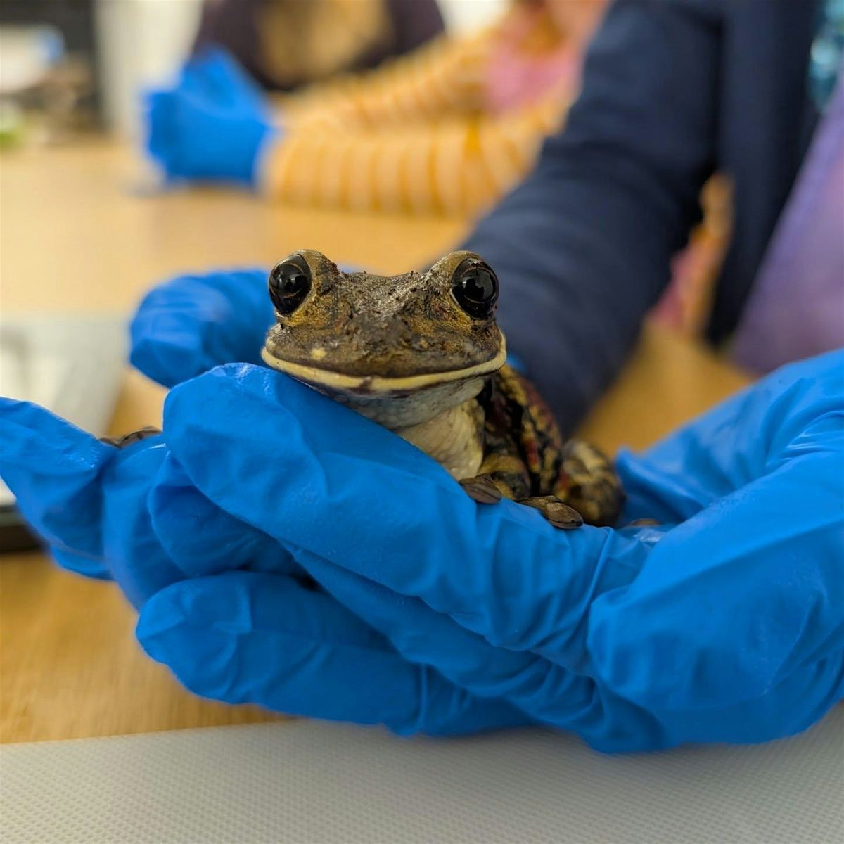 Exotic Animal Care and Handling | Course Taster Session | Ages 18-21 ...