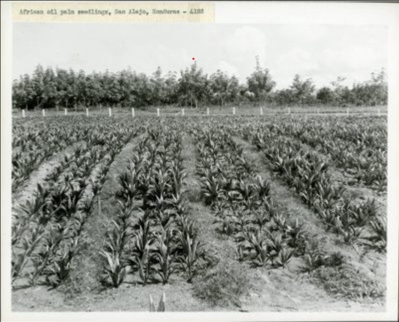 LACIS Lecture: “Diversity for Monoculture: The United Fruit Company and ...