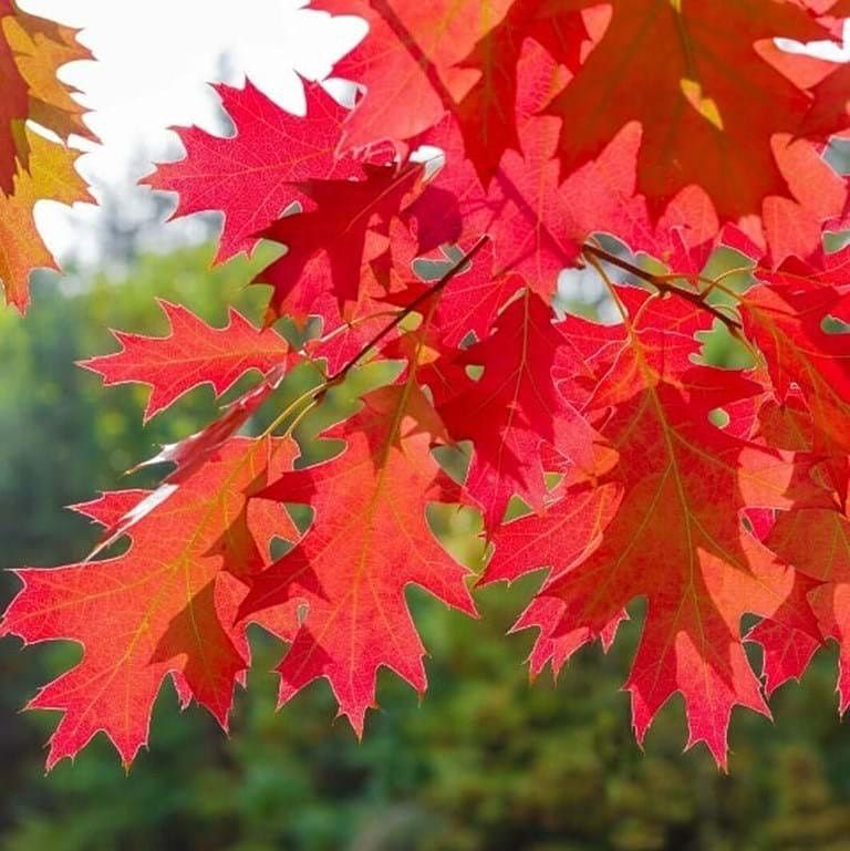 Name that Tree! Trees with Leaves that Fall (Deciduous Tree Walk ...