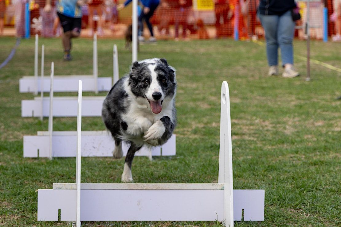 Chelsea Park Dog-a-thon Family Fun Day 2026, Chelsea Bicentennial Park ...
