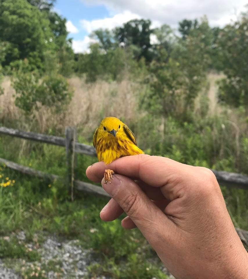 Radio Tracking Bird Migration with the MOTUS wildlife tracking system ...