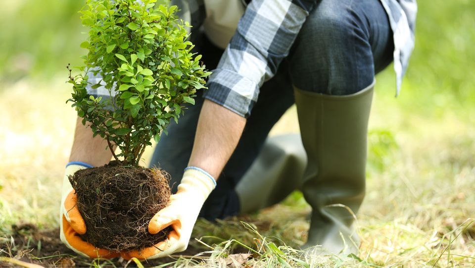 Choosing the best trees for YOUR Landscape, Roseville Utility ...