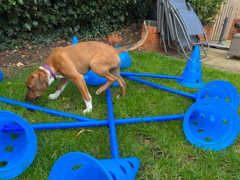 CCA NEW Puppy Core Conditioning Workshop - for Puppies from 3 - 8 ...