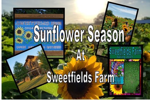 Sunflower Season Fun At Sweetfields Farm, Sweetfields Farm, Brooksville ...